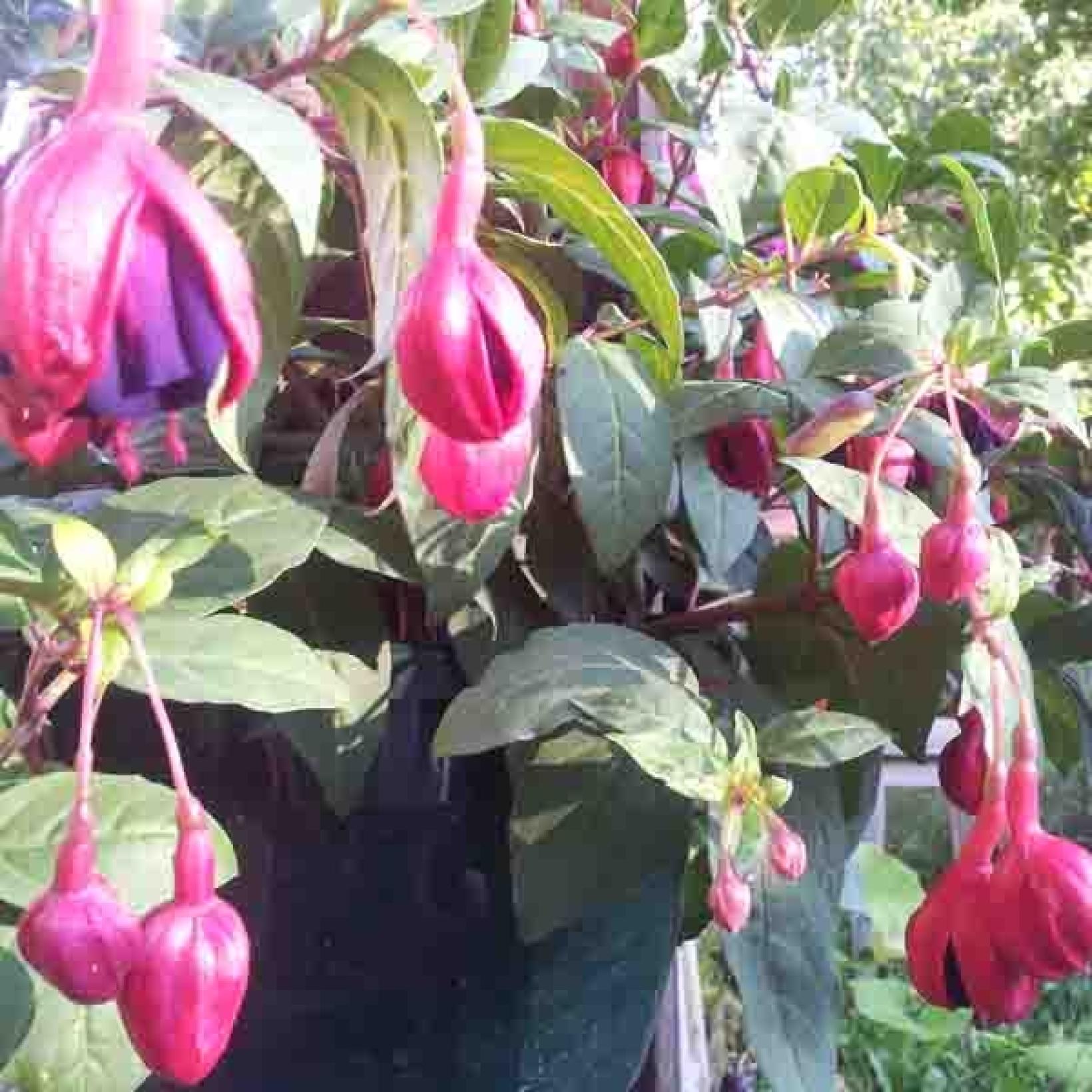 Fuchsia Maori Maid / Voodoo - fuchsia retombant géant de couleur rouge ...