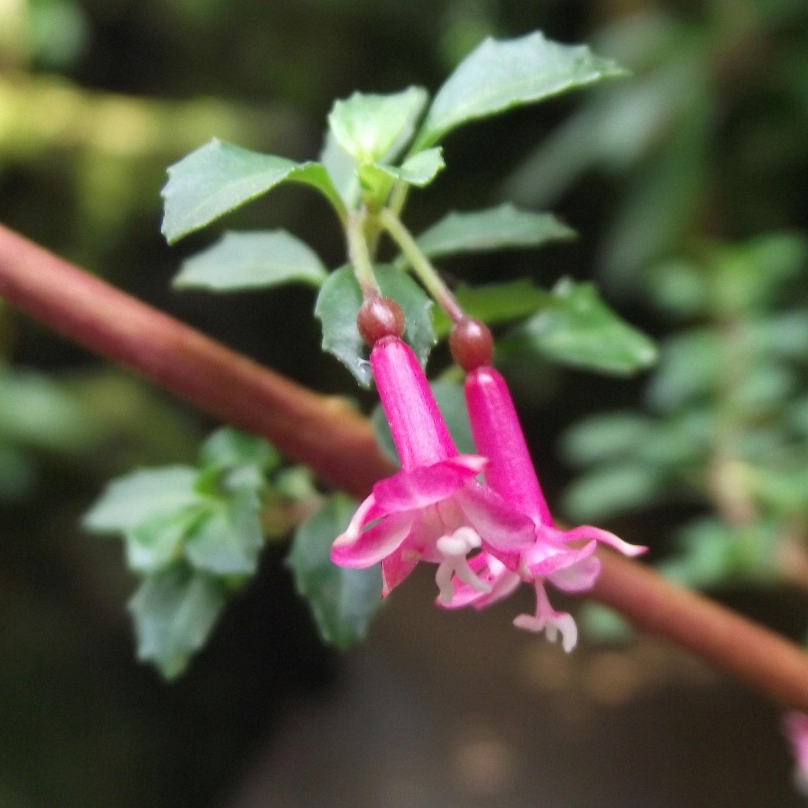Le Fuchsia microphylla ssp. microphylla, un petit buisson garnit de ...