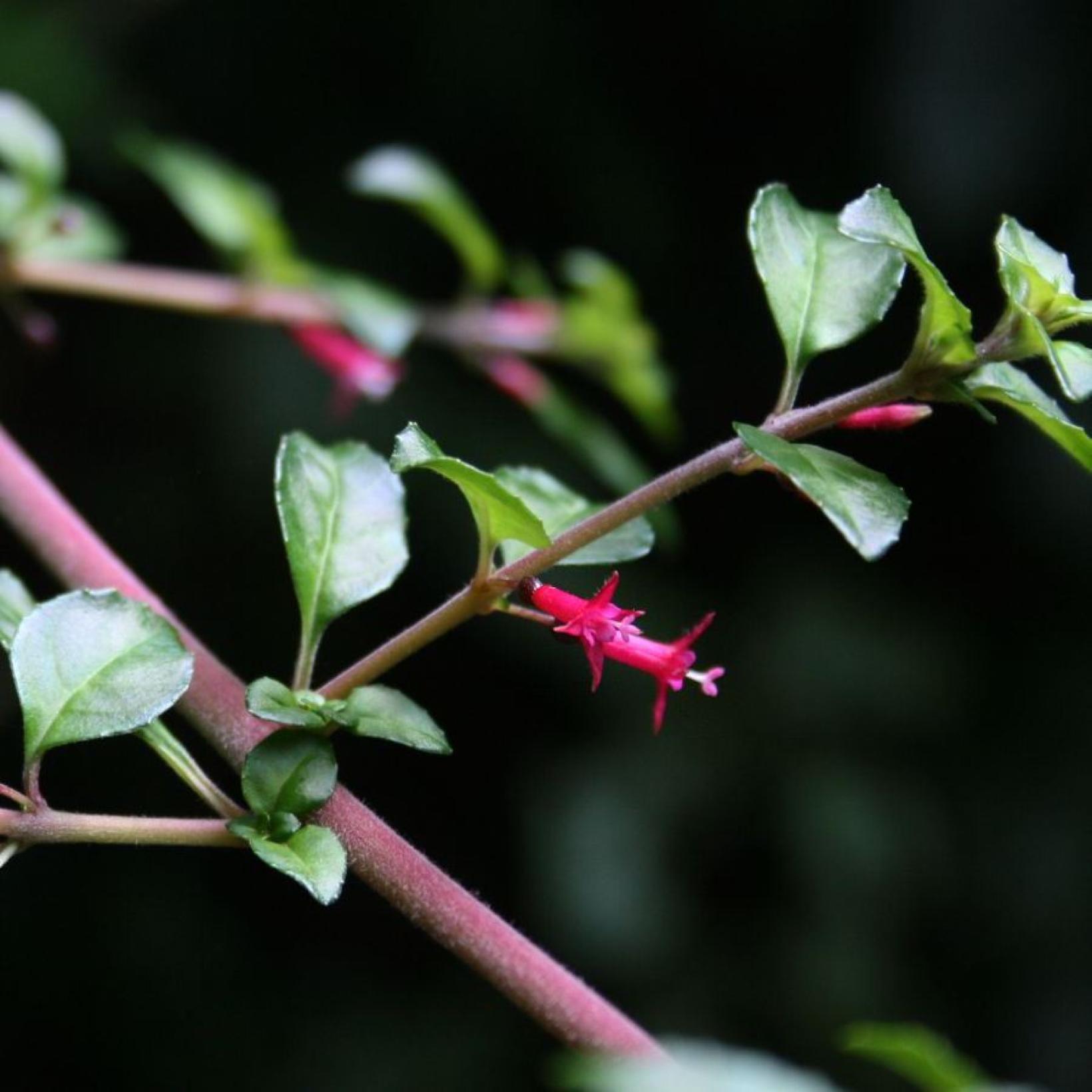 Le Fuchsia microphylla ssp. hemschleiana, de nombreuses fleurs rouge ...