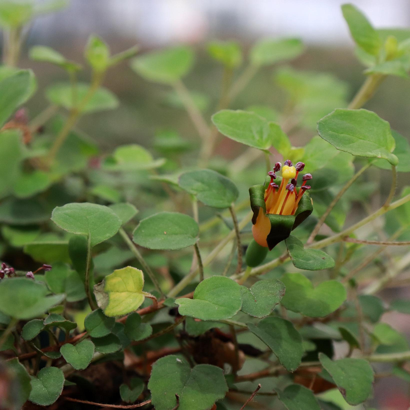 Fuchsia procumbens - Espèce botanique couvre-sol à fleurs et fruits ...