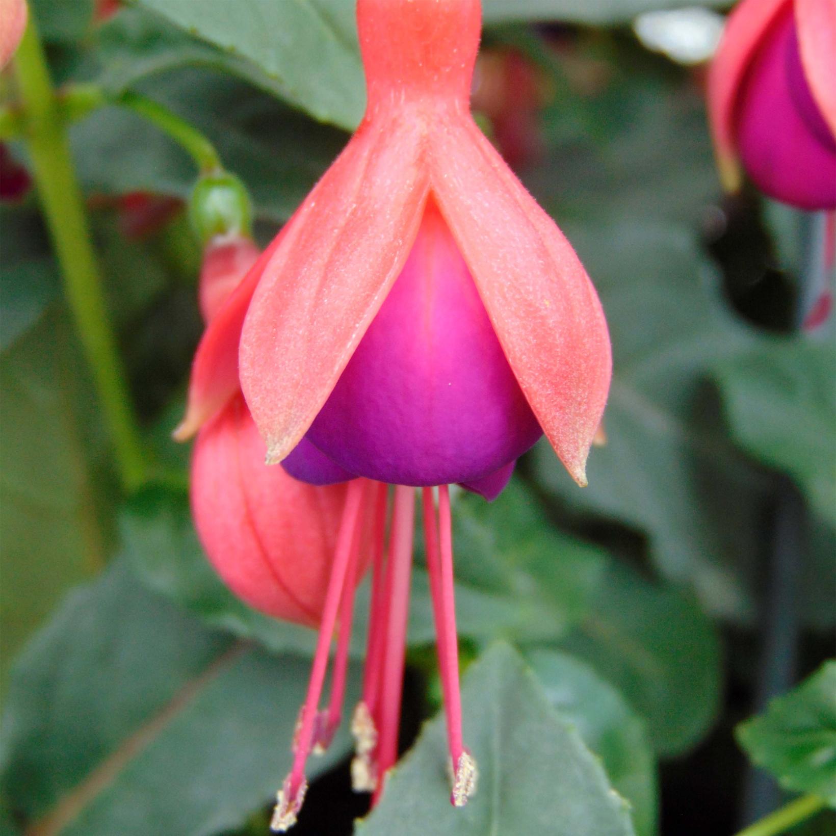 Fuchsia Mrs Popple - Fuchsia arbustif vigoureux, florifère, assez rustique