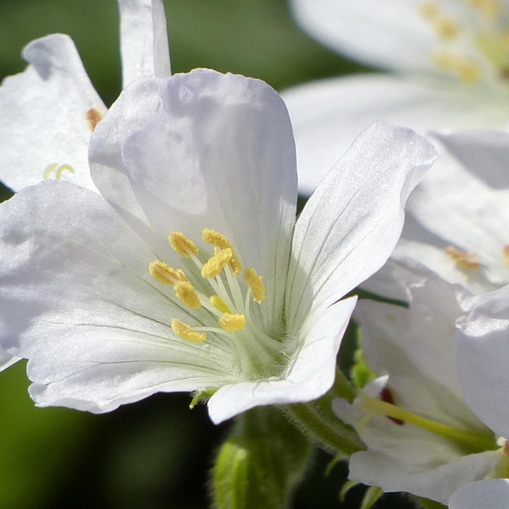 Géranium vivace maculatum Album - De jolies fleurs blanches.