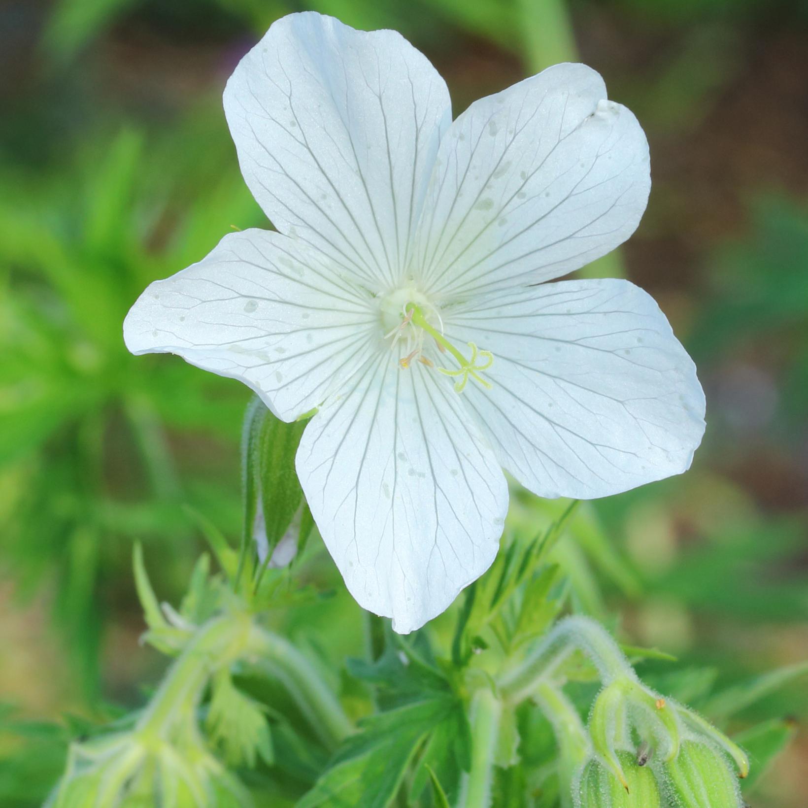 Géranium vivace pratense Galactic - Géranium des près blanc - Fleurs ...