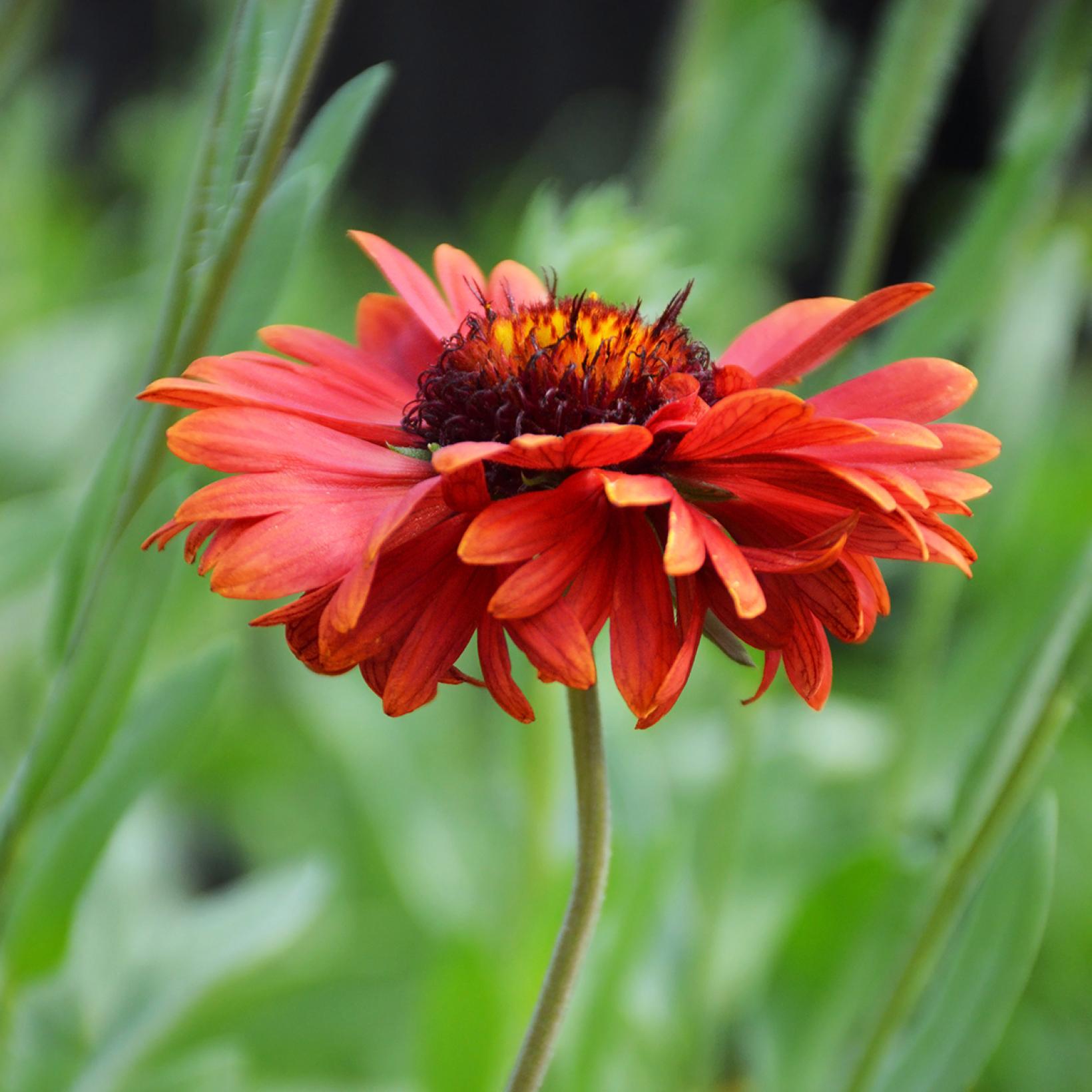 Gaillarde Bourgogne - Gaillardia Burgunder - Vivace à grandes fleurs ...