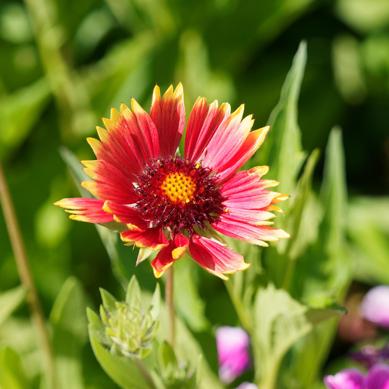 Gaillarde Kobold - Gaillardia (x) grandiflora - Vivace compacte à ...