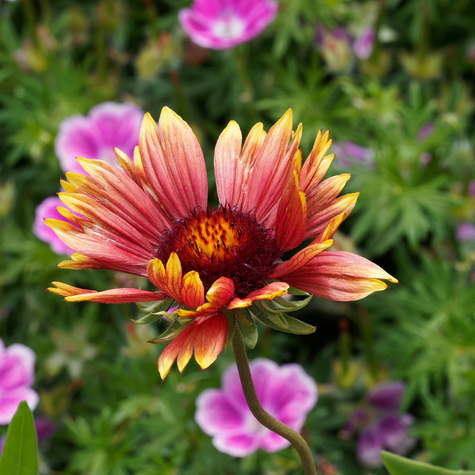 Gaillarde Kobold - Gaillardia (x) grandiflora - Vivace compacte à ...