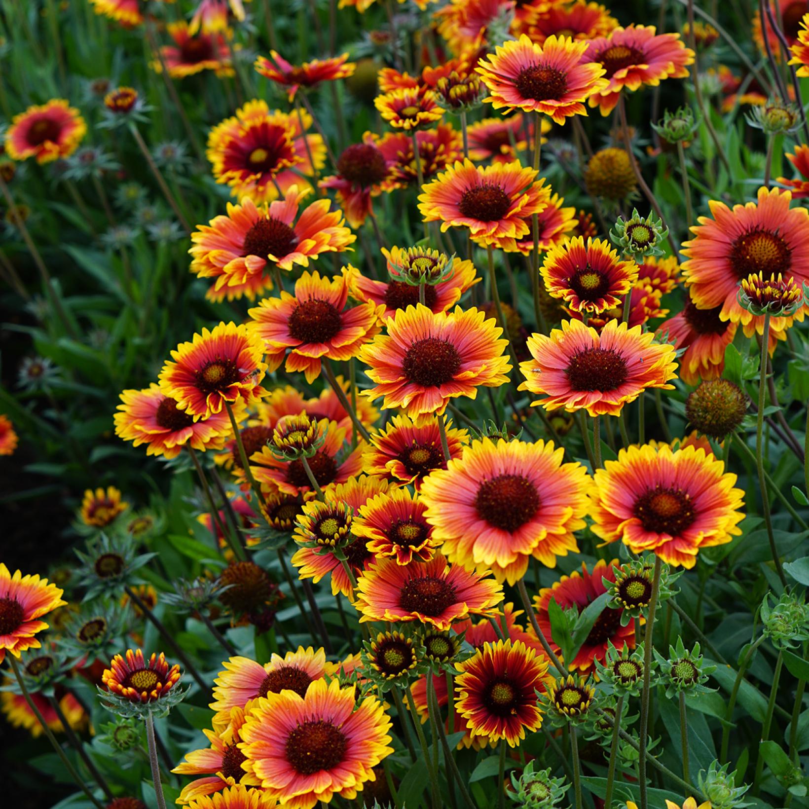 Gaillarde Kobold - Gaillardia (x) grandiflora - Vivace compacte à ...