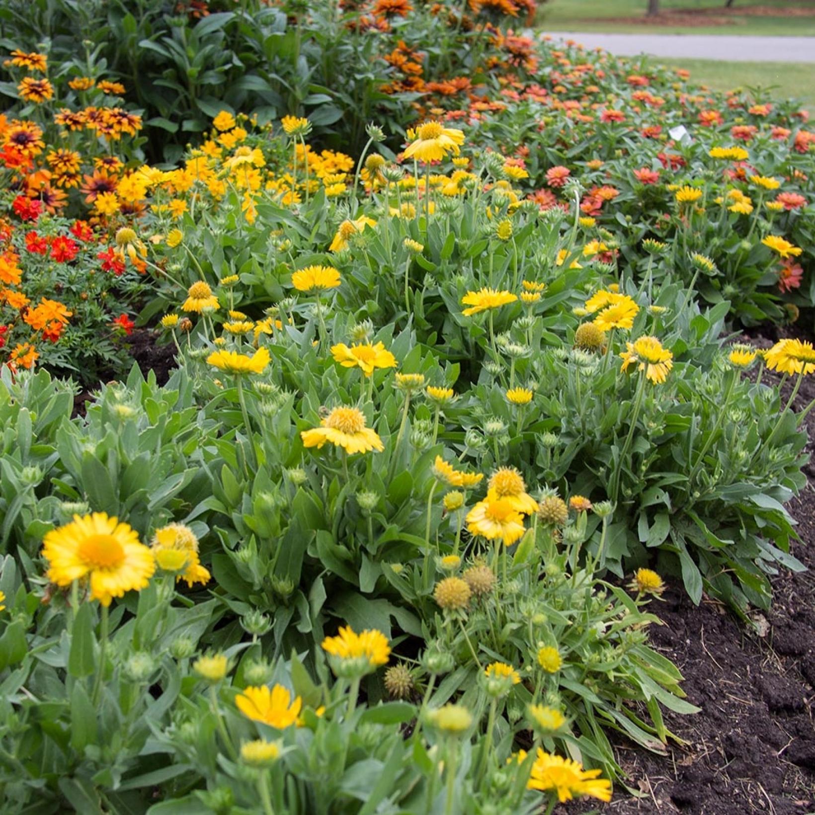 Gaillarde Mesa Yellow - Gaillardia grandiflora - Vivace à grandes ...