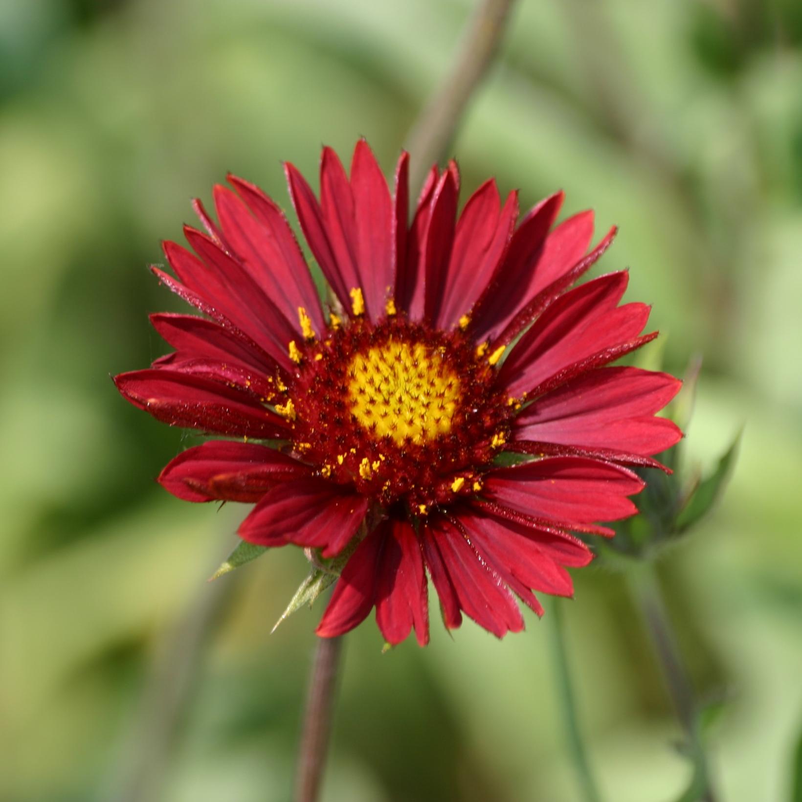 Gaillarde Bourgogne - Gaillardia Burgunder - Vivace à grandes fleurs ...