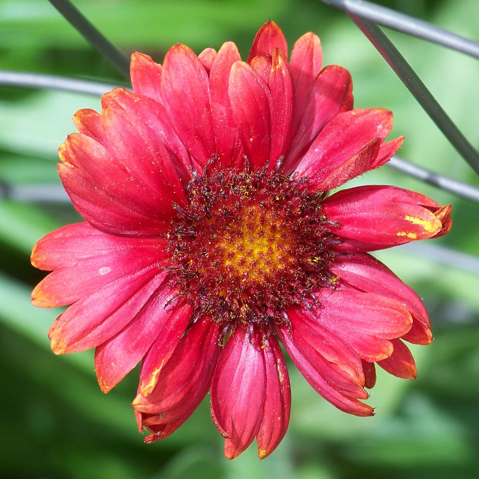 Gaillarde Bourgogne - Gaillardia Burgunder - Vivace à grandes fleurs ...