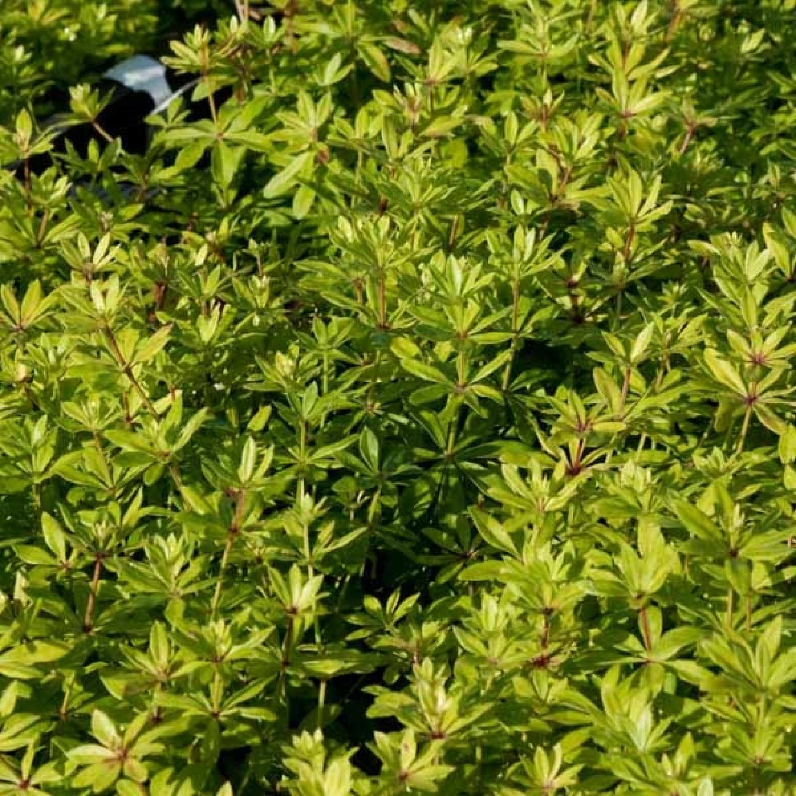 Aspérule odorante - Galium odoratum - Plante médicinale couvre sol