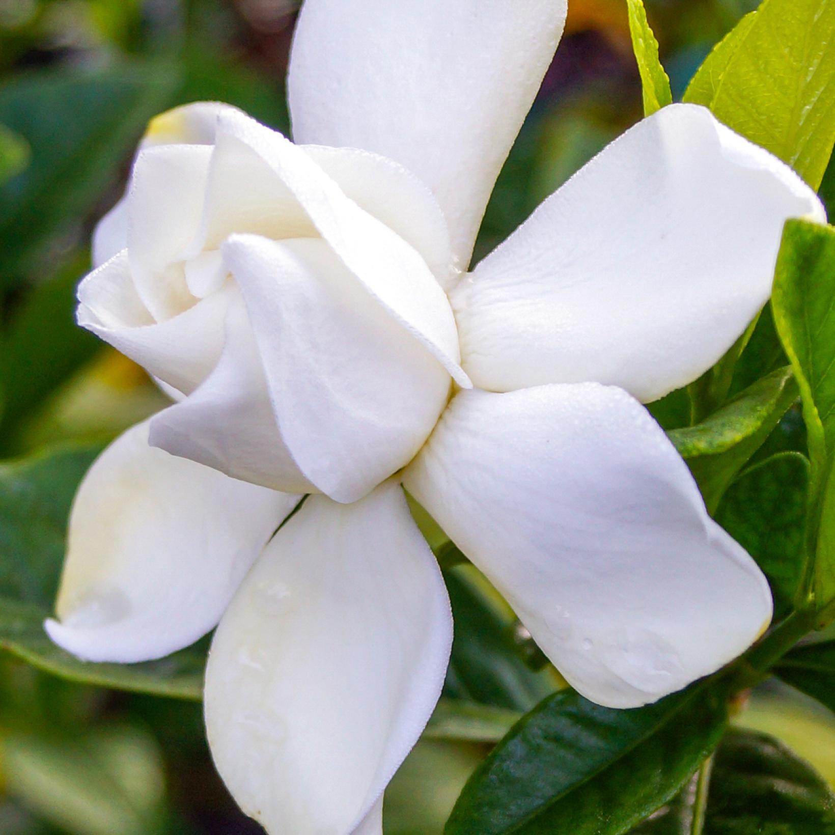 Cool Review About Gardenia Summer Snow