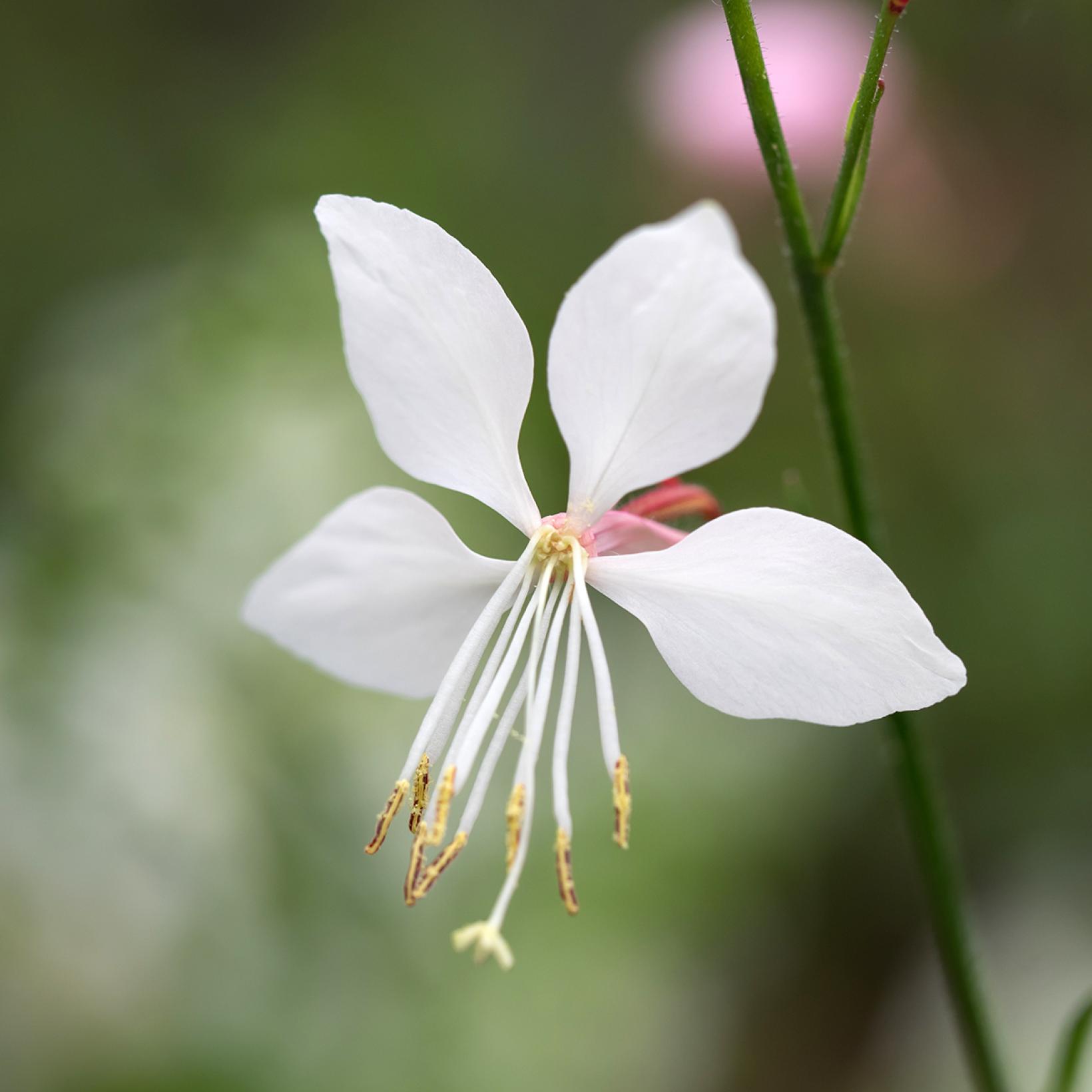 Gaura lindheimeri Steffi White - Vivace à floraison blanche abondante