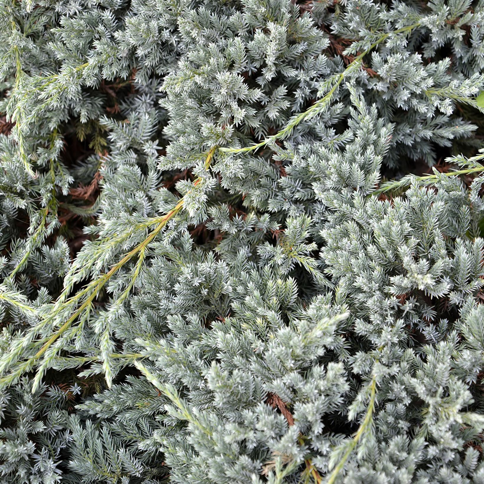 Juniperus squamata Blue Spider - Genévrier écailleux compact au ...