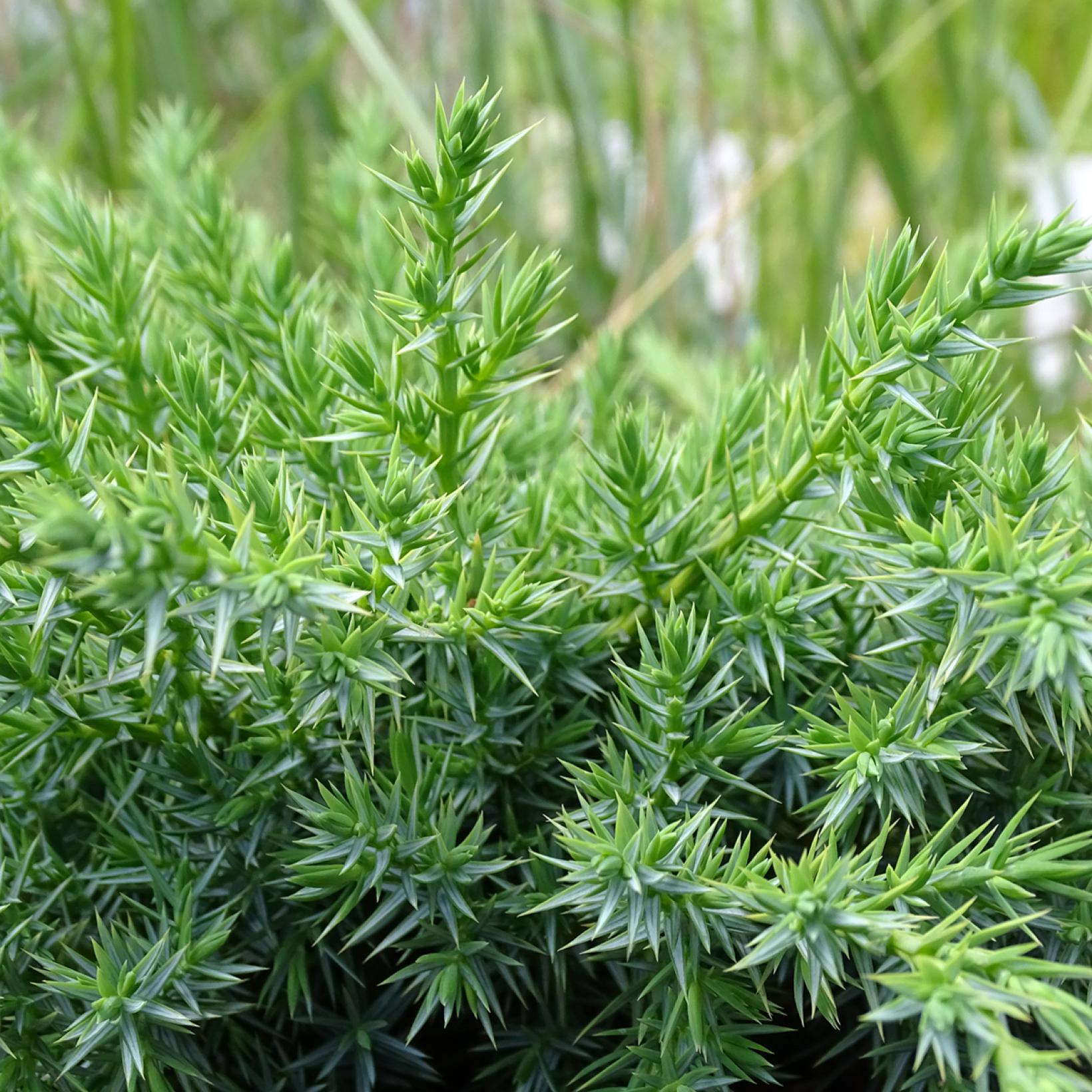 Juniperus squamata Blue Swede - Genévrier écailleux à port étalé et ...