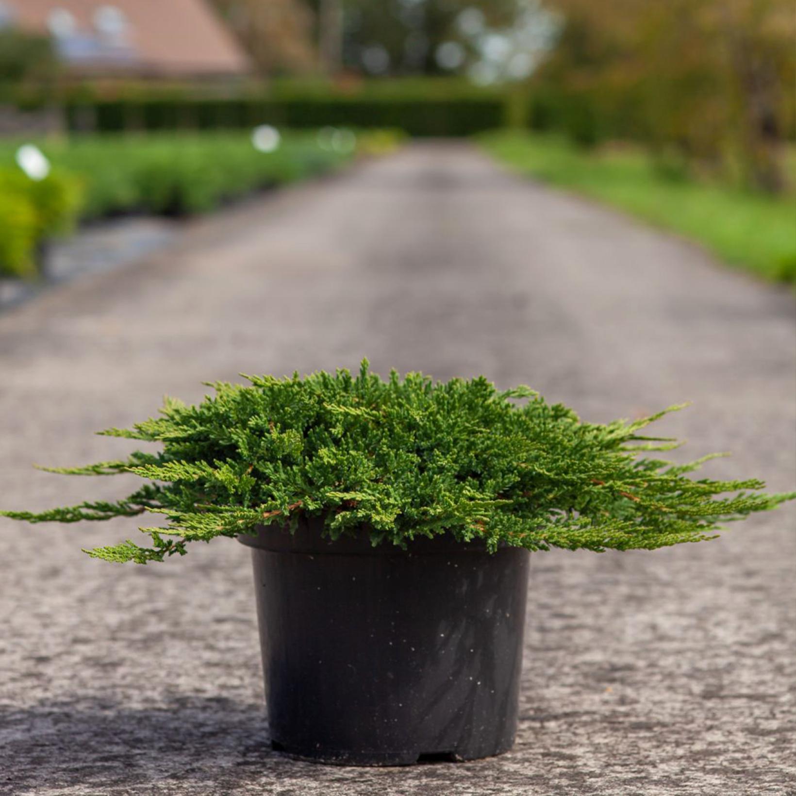 Juniperus horizontalis Prince Of Wales - Genévrier horizontal rampant nain