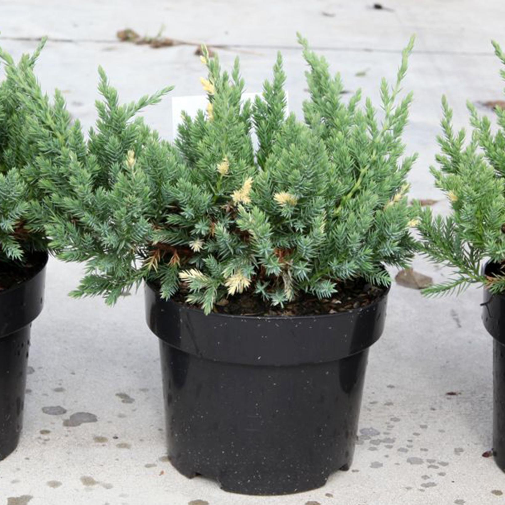 Juniperus chinensis Expansa Variegata - Genévrier rampant panaché vert et crème