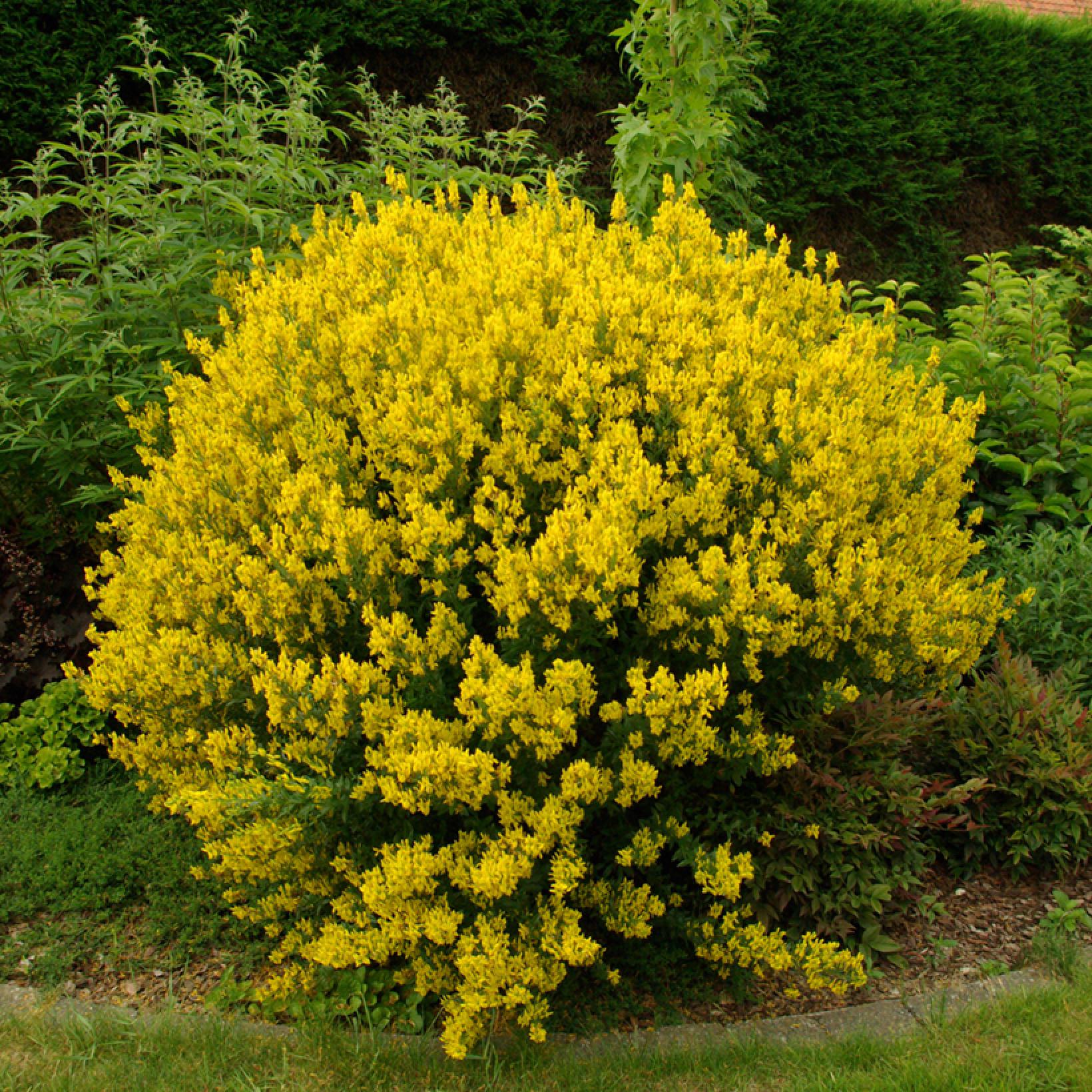 Genista tinctoria - Genêt des teinturiers - Arbuste caduc indigène ...