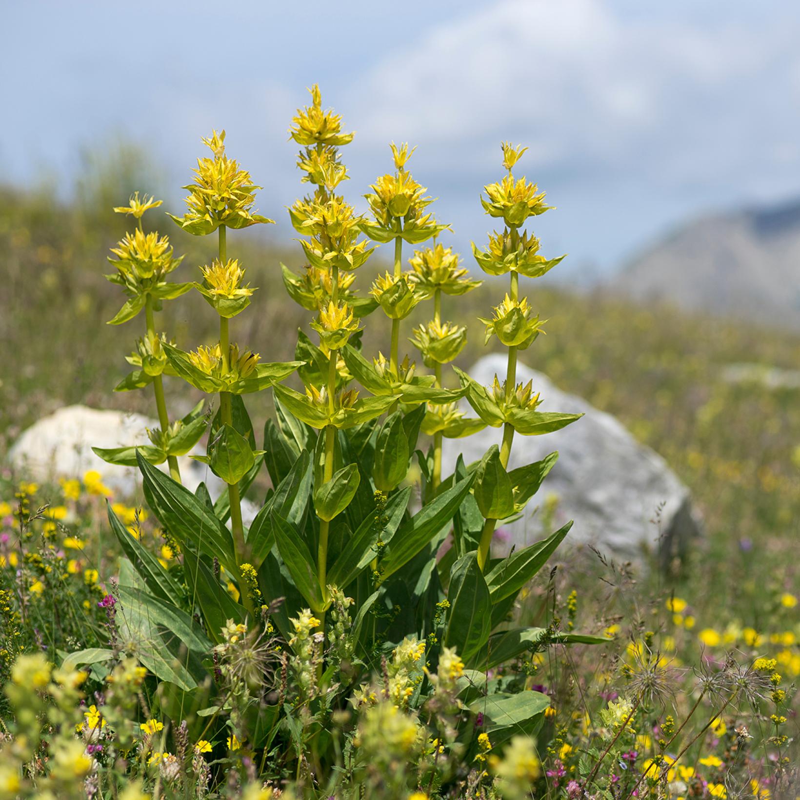 Gentiana lutea - Grande Gentiane jaune