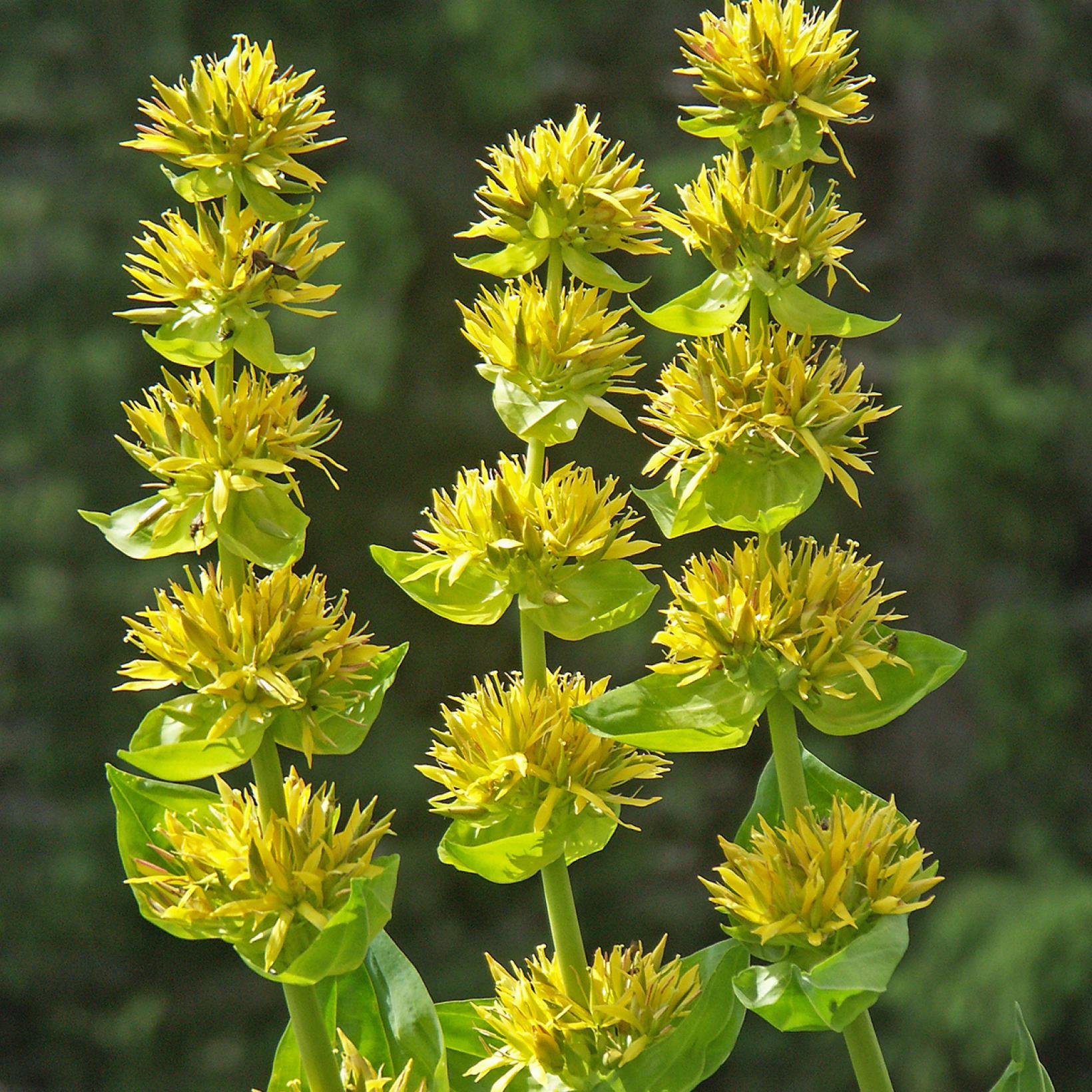 Gentiana lutea - Grande Gentiane jaune