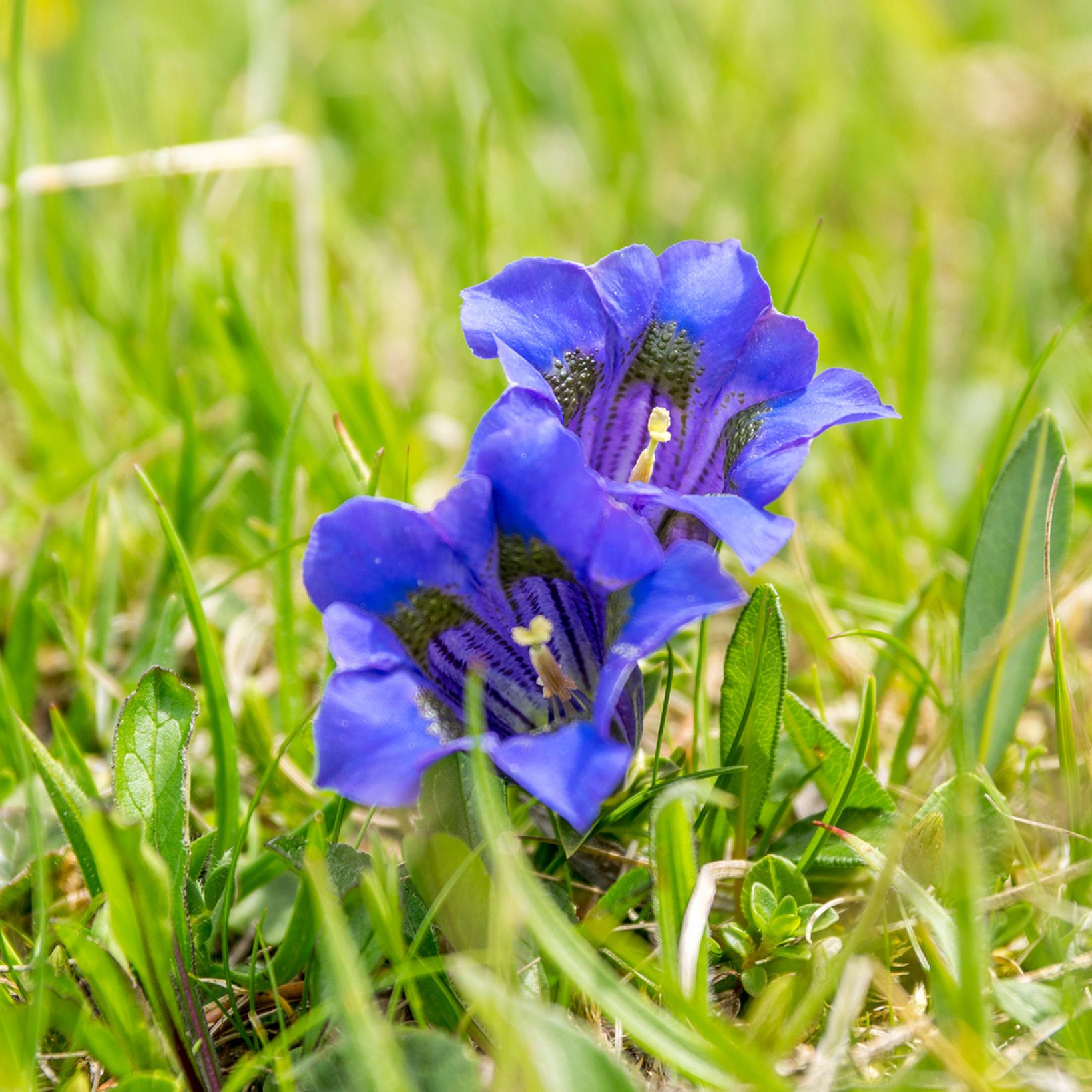 Gentiana acaulis - Gentiane acaule - Gentiane bleue des Alpes