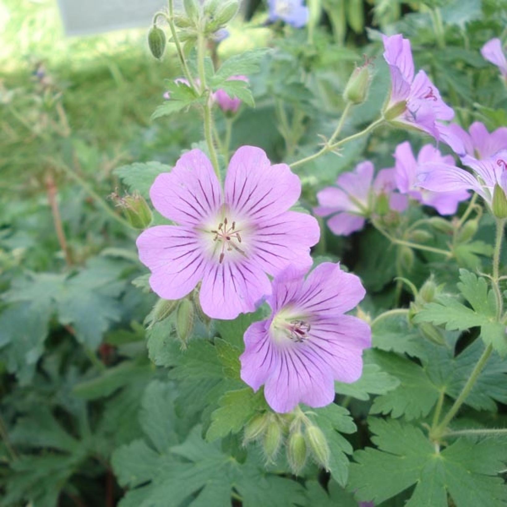 Géranium vivace Sirak - Une abondance de fleurs rose bonbon