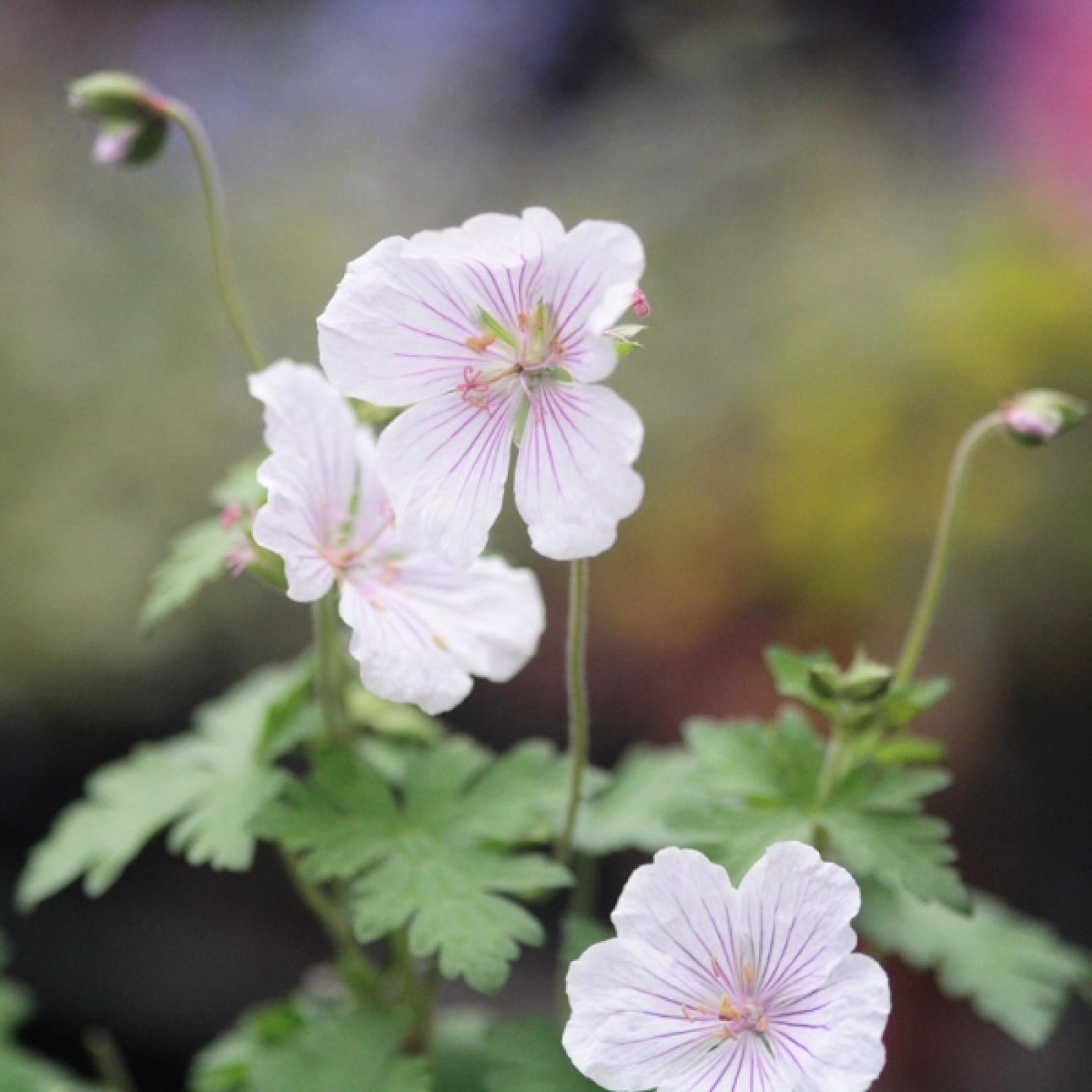 Geranium himalayense Derrick Cook - Géranium vivace précoce à fleurs ...