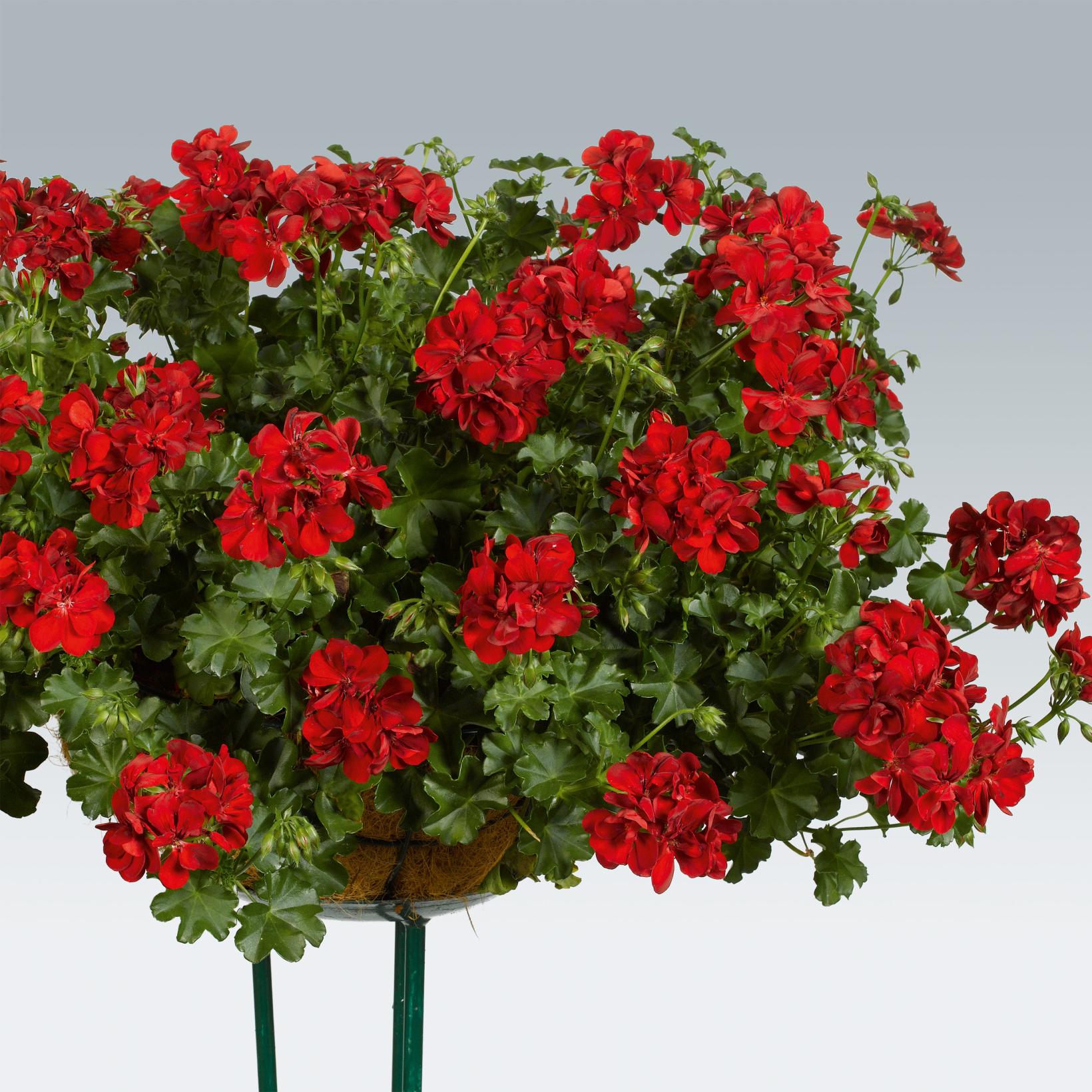 Géranium-lierre Ruby - Pelargonium peltatum.