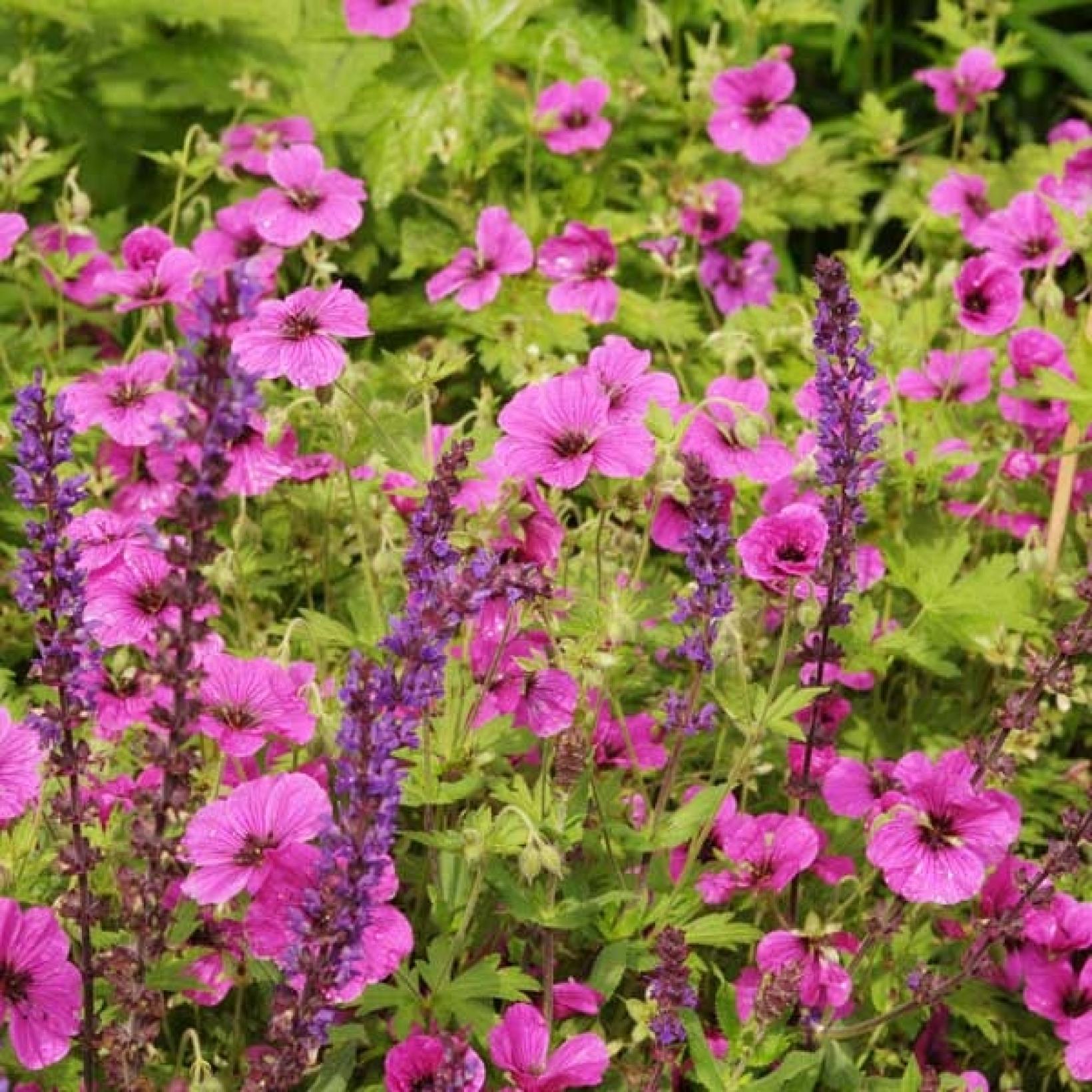 Geranium psilostemon Eva - Géranium vivace à fleurs roses veinées de noir