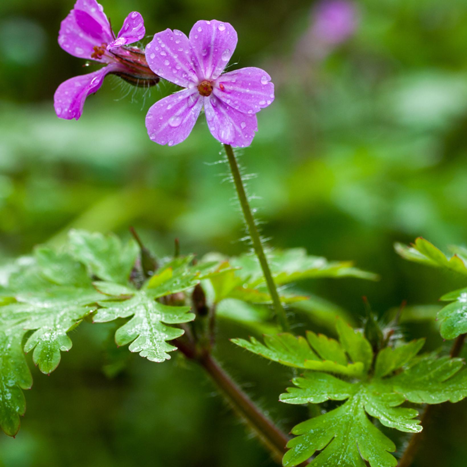 Geranium robertianum - Herbe à Robert - Géranium bisannuel à feuillage ...
