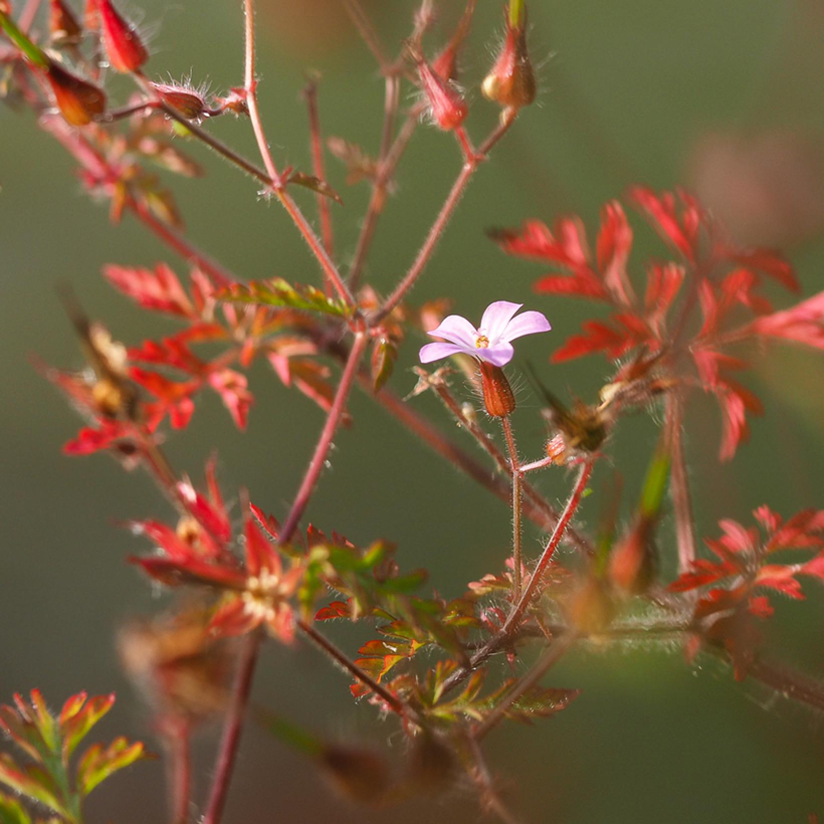 Geranium robertianum - Herbe à Robert - Géranium bisannuel à feuillage ...