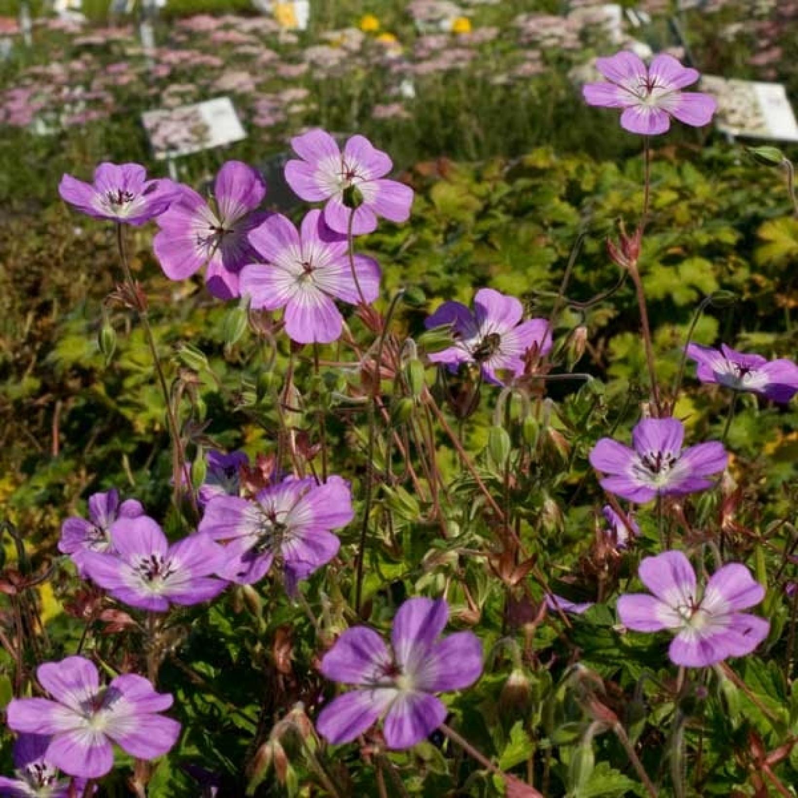 Geranium wallichianum Silvia's Surprise - Géranium vivace à fleurs roses