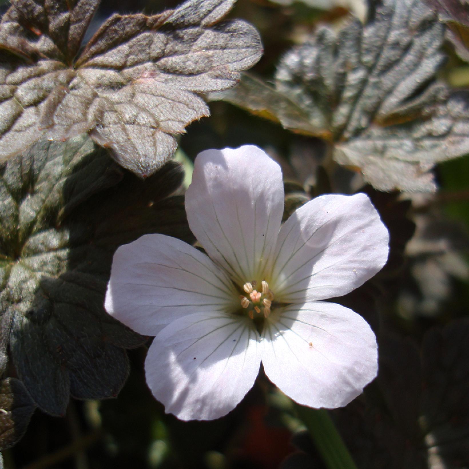 Geranium Rothbury Red - Géranium vivace couvre sol vigoureux à très ...