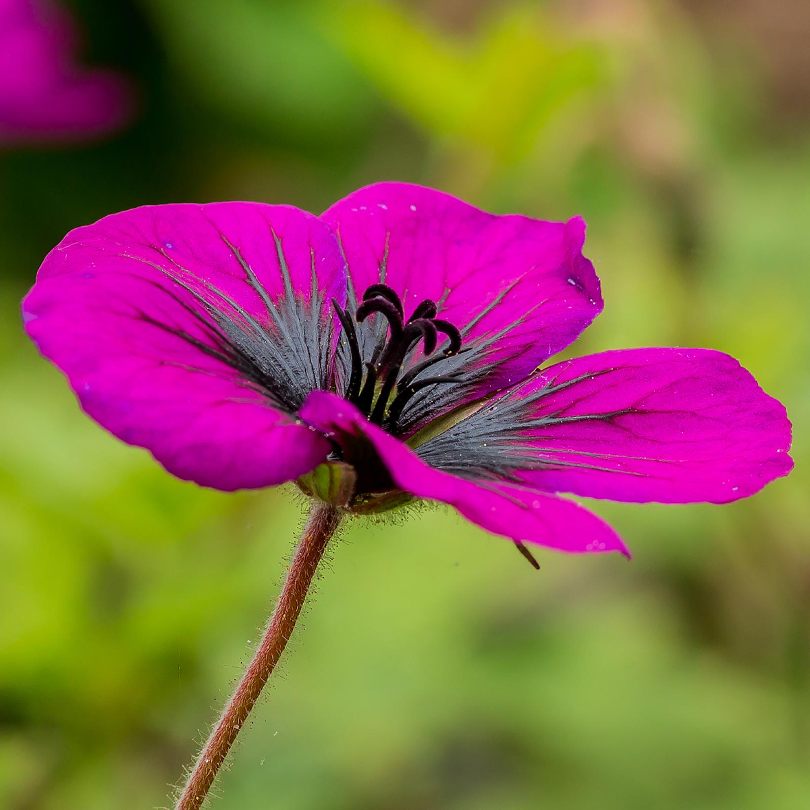 Géranium vivace Sandrine - Geranium à grandes fleurs magenta