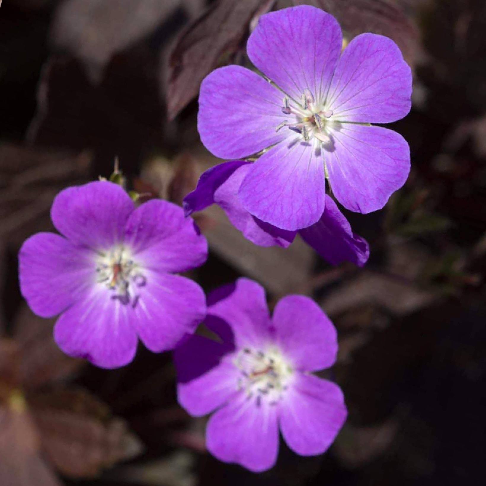 Géranium vivace maculatum Stormy Night - Variété au feuillage acajou ...