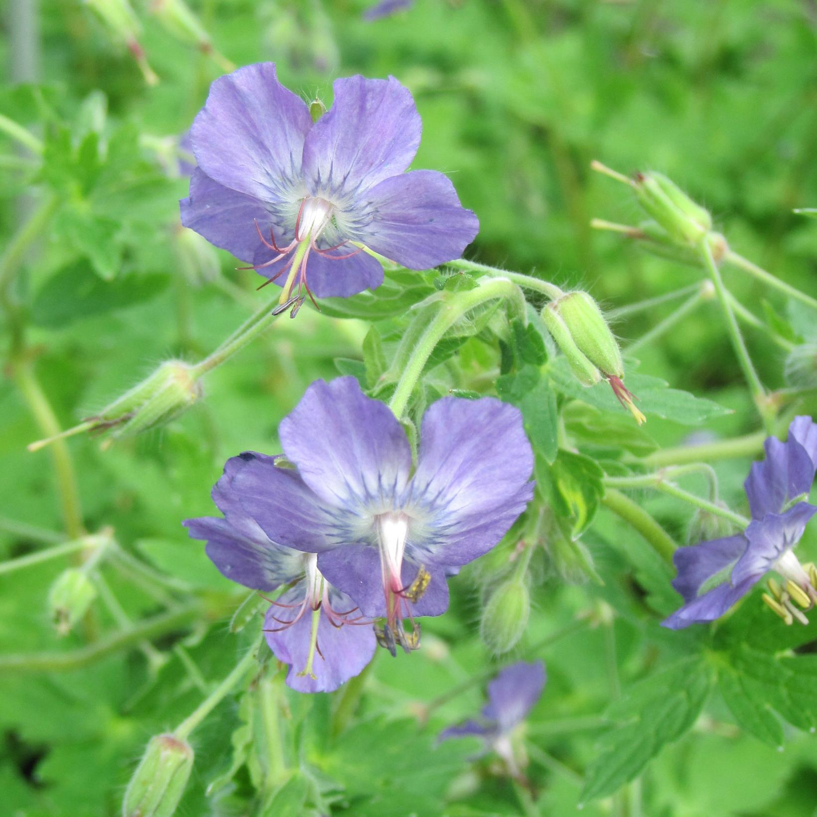 Geranium vivace monacense Anglicum - Une variété rare