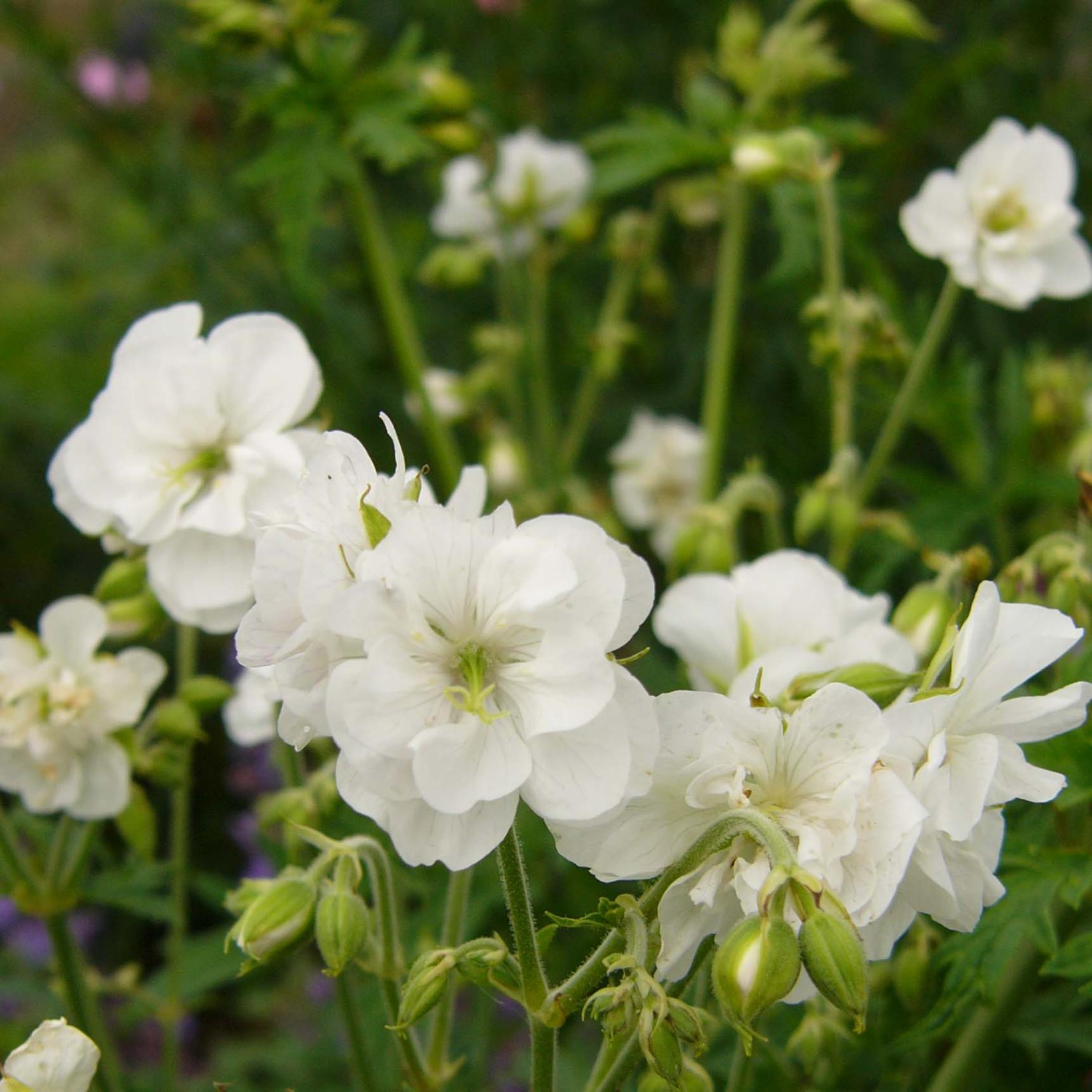 Geranium pratense Laura - Géranium vivace blanc à fleurs doubles ...