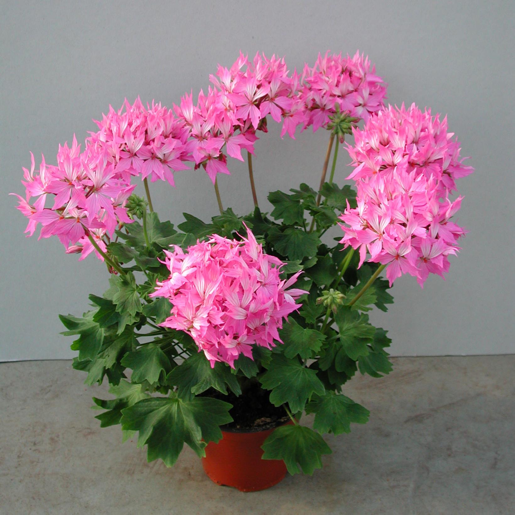 Geranium zonale Fireworks Pink - Pelargonium hortorum.