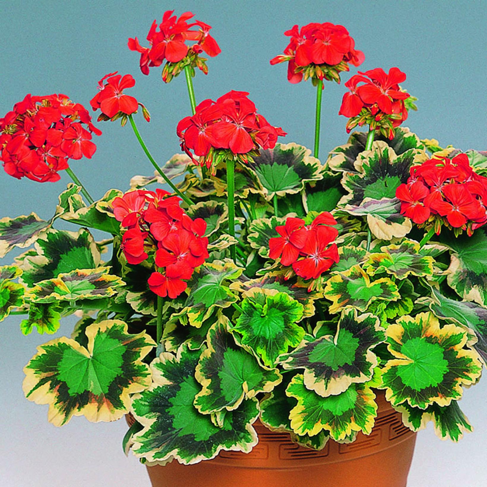 Pelargonium Mrs Pollock - Geranium zonale.