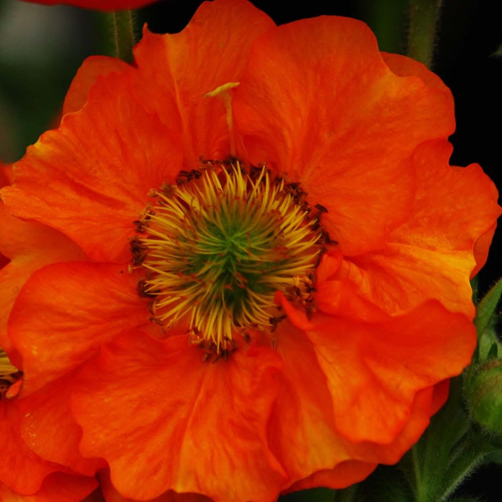 Geum Scarlet Tempest - Benoîte à fleurs rouge-orangé, remontante.