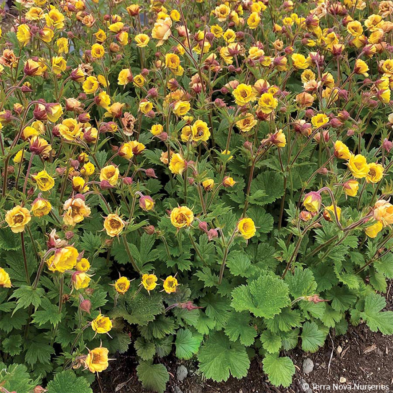 Geum Tempo Yellow - Benoîte à fleurs jaunes semi-doubles