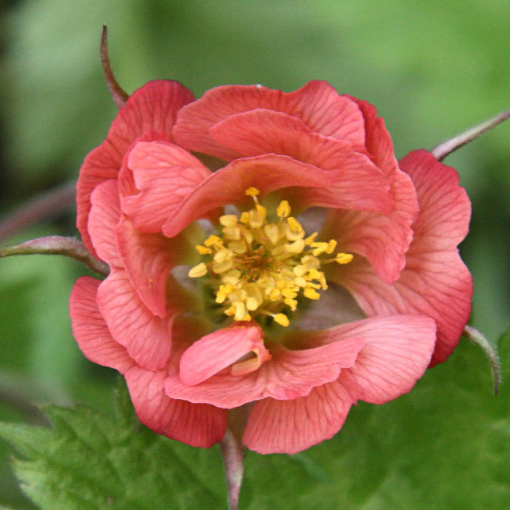 Geum rivale Leonard's Variety - Benoîte rose cuivré pour sol humide