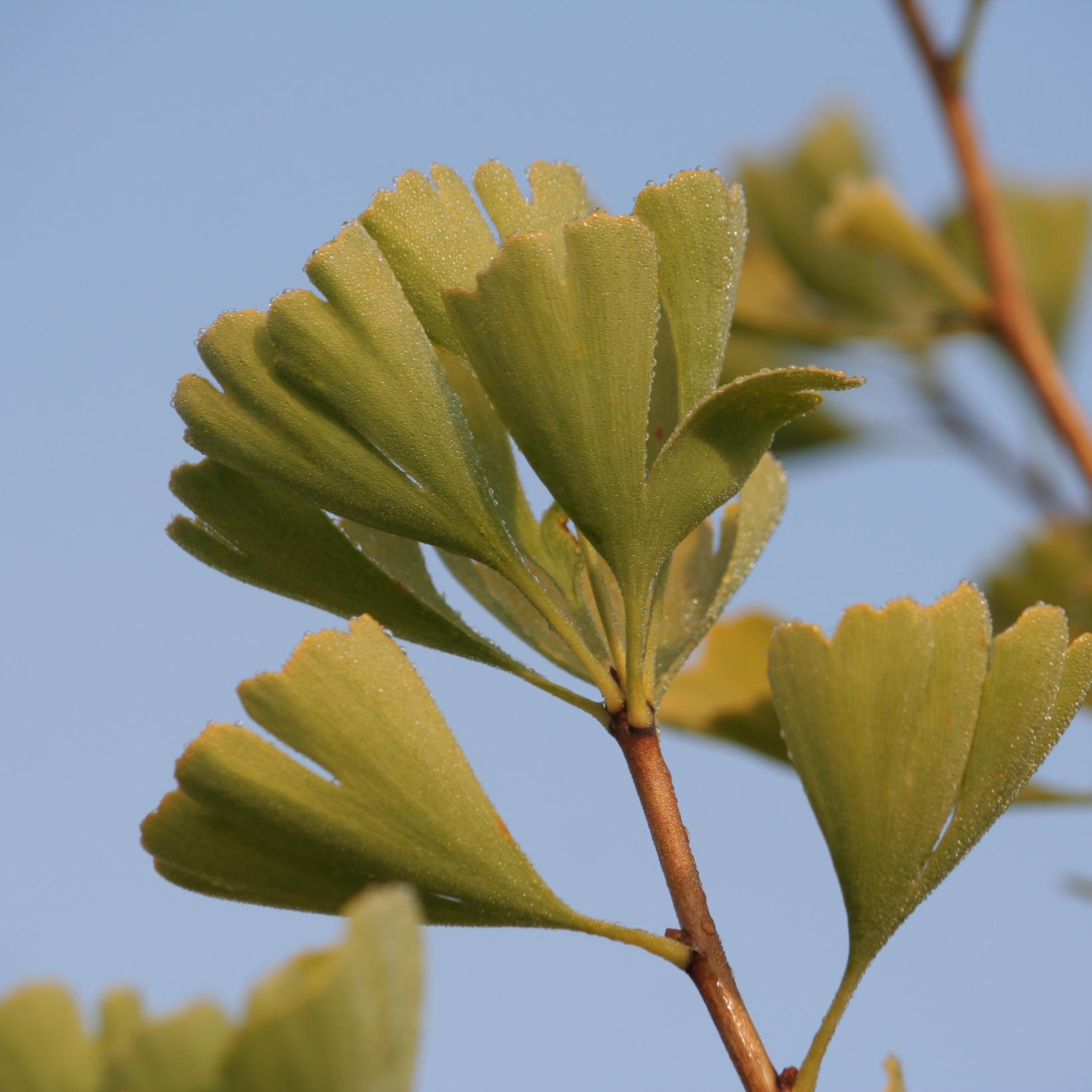 Ginkgo biloba fastigiata Blagon - Arbre aux quarante écus à port fastigié