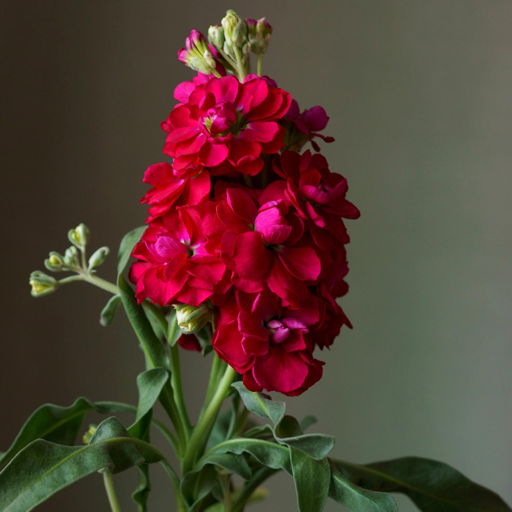 Giroflée quarantaine Heritage Scarlet - Matthiola incana Heritage Rouge ...