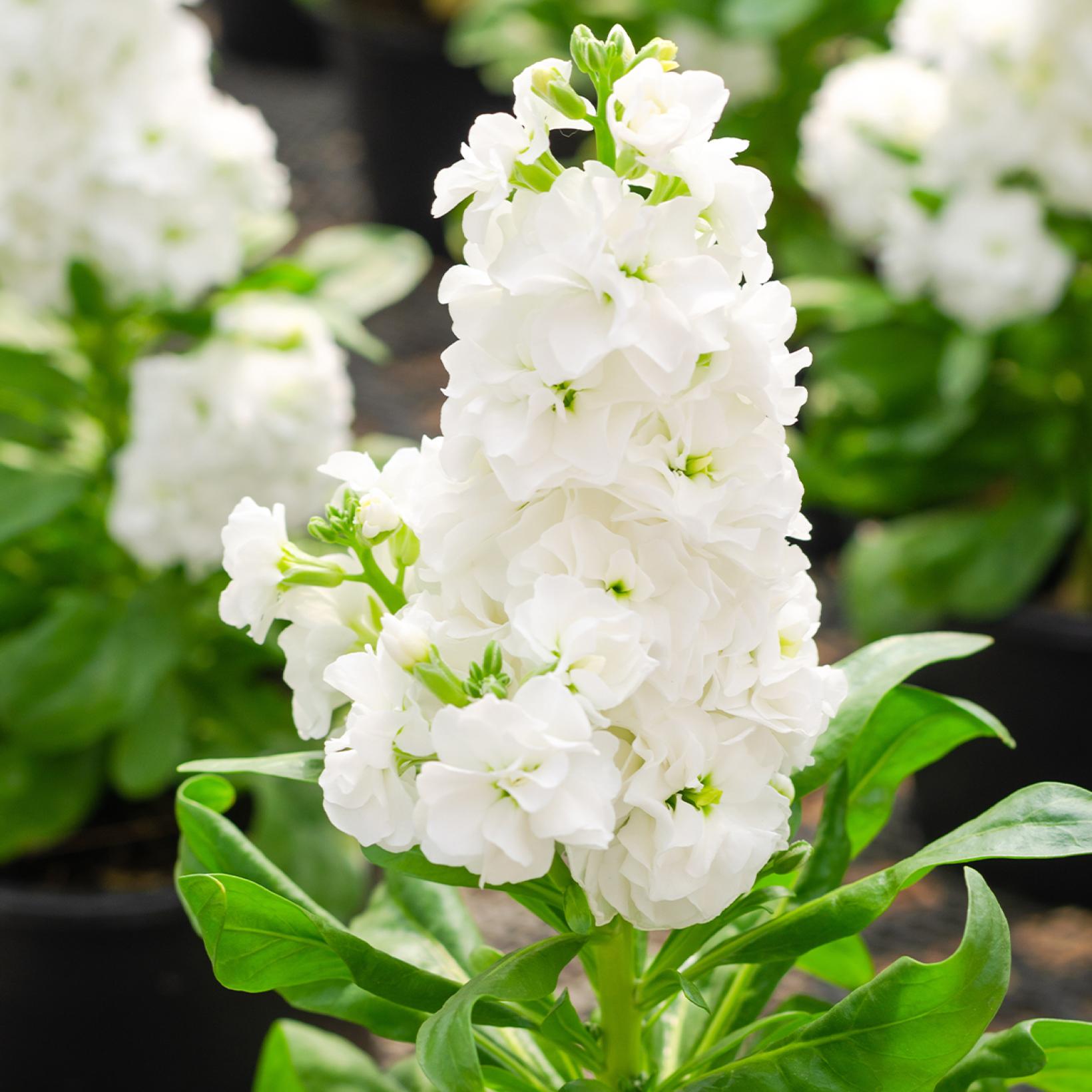 Giroflée quarantaine Heritage White - Matthiola incana Blanche - bisannuelle aux épis de fleurs ...