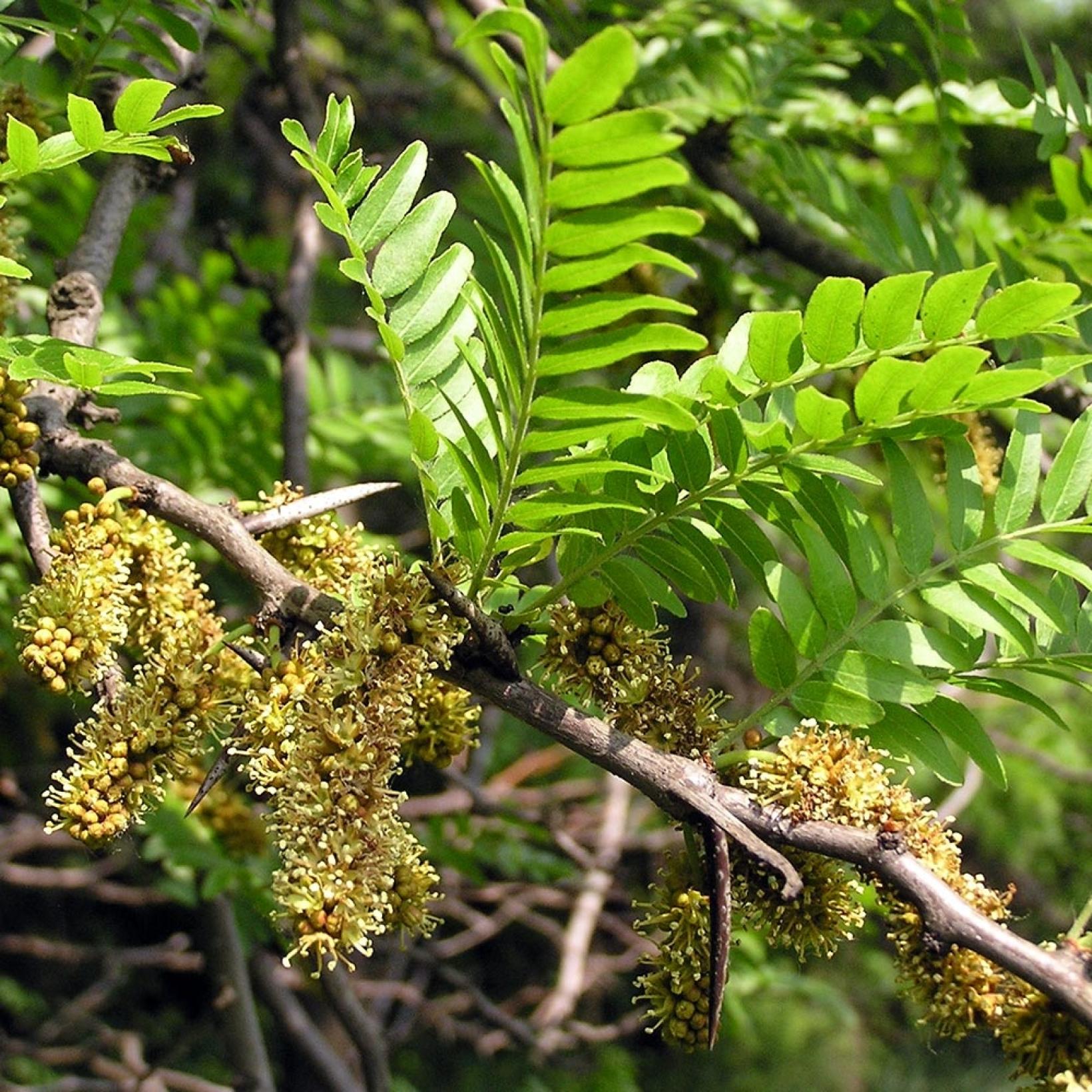 Gleditsia triacanthos - Févier d'Amérique, grand arbre à longues épines ...
