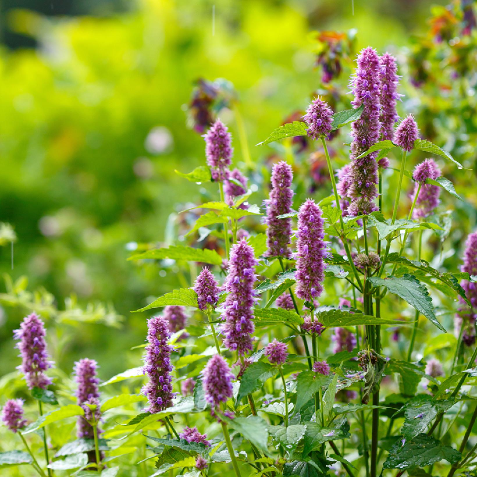 Agastache hybride Arcado Pink - Vivace, très florifère, aux beaux épis ...