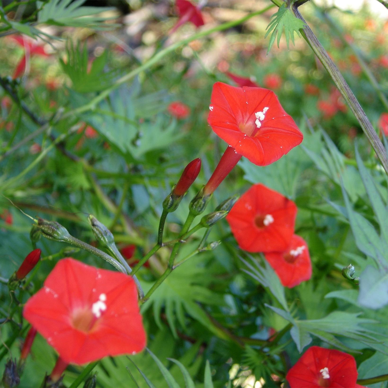 Ipomée Cardinal Climber - Ipomoea x multifida - Ipomée grimpante ...