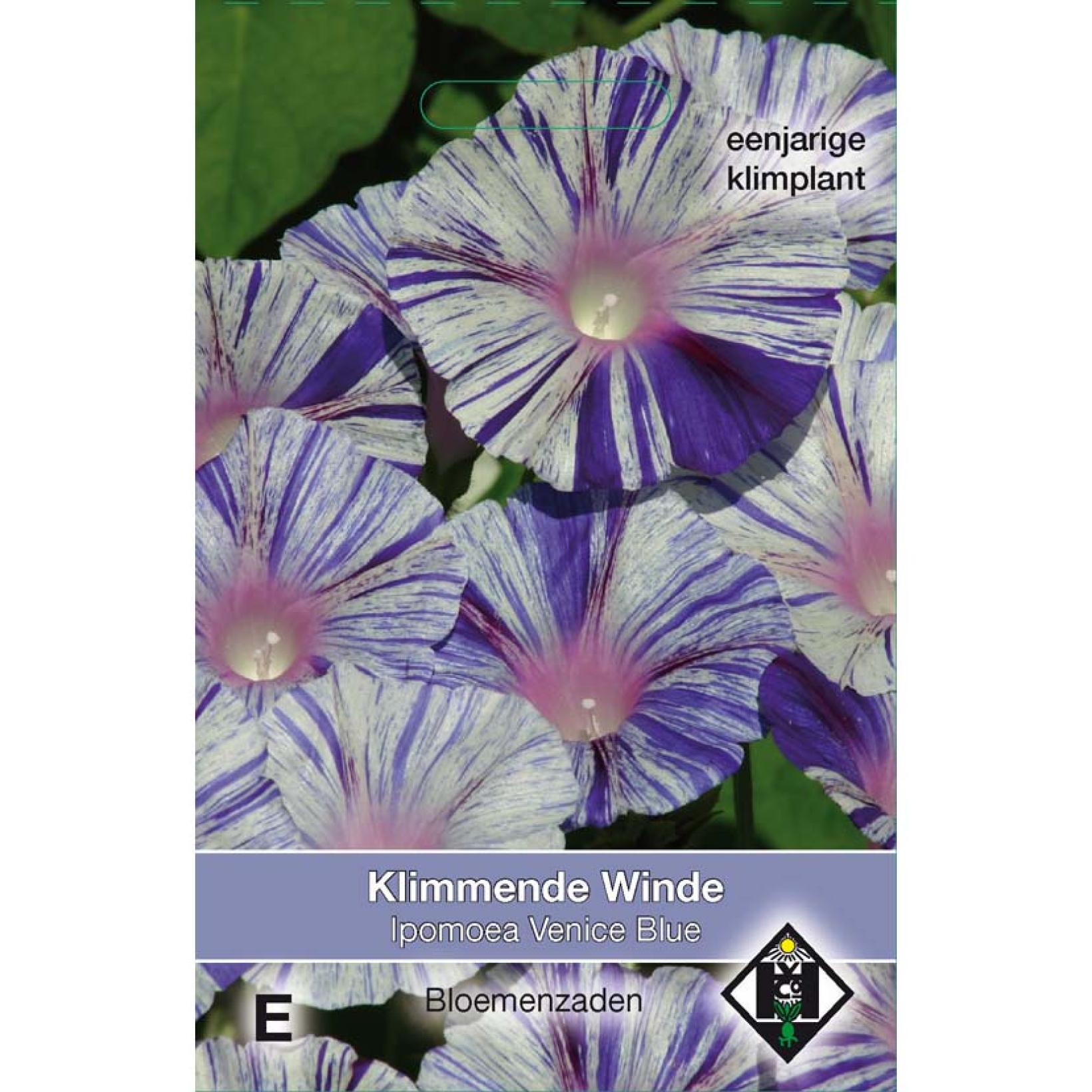 Ipomée – Liseron bleu Venice Blue à fleurs en trompettes bleu striées