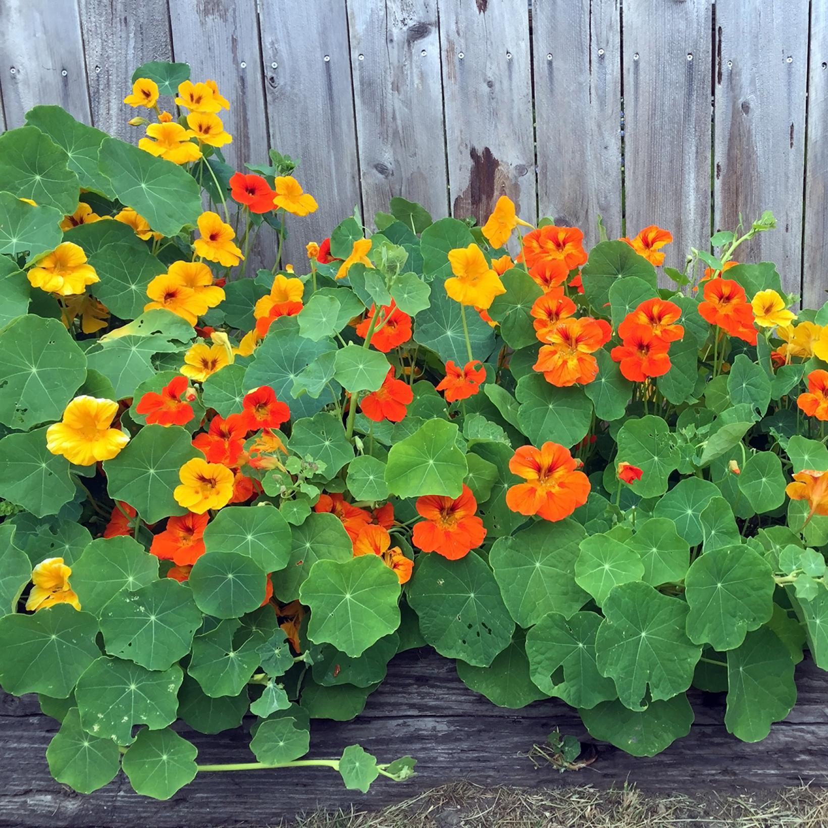 Capucine grimpante à fleurs doubles - Tropaeolum majus